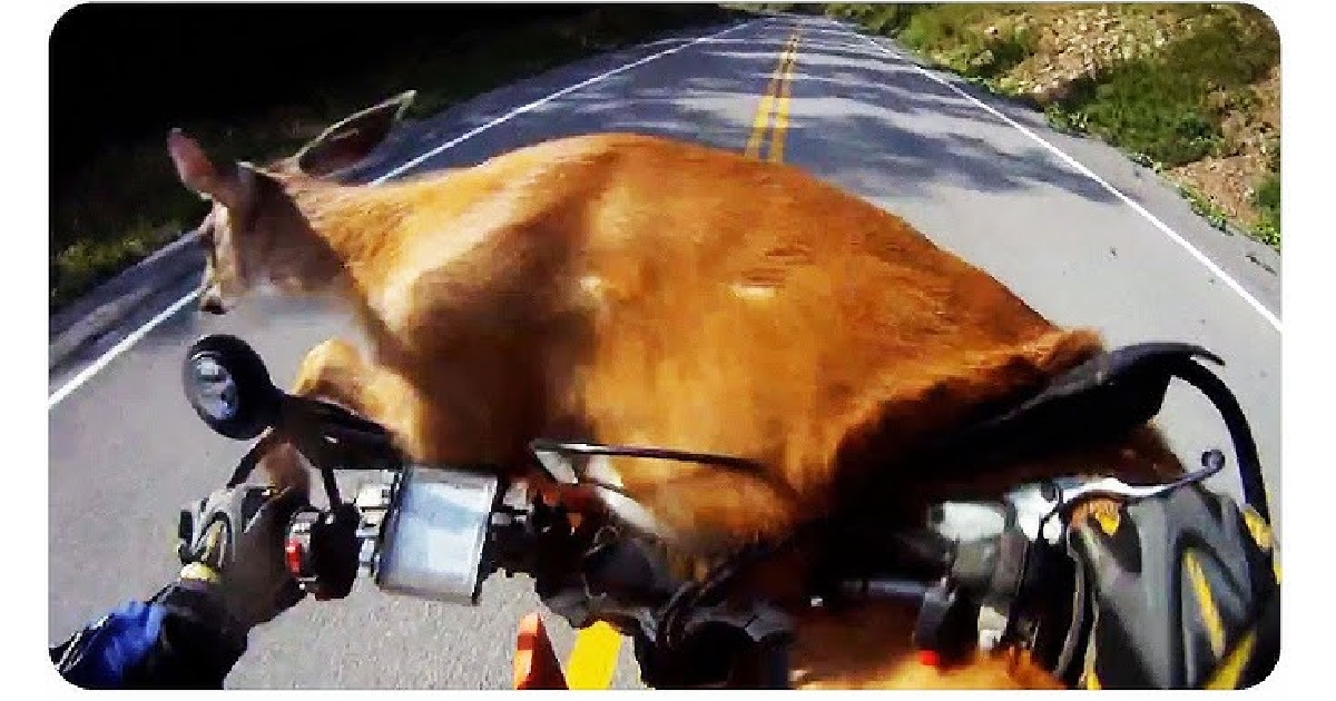 5 Deer Facts EVERY Rider Should Know | Biker Life